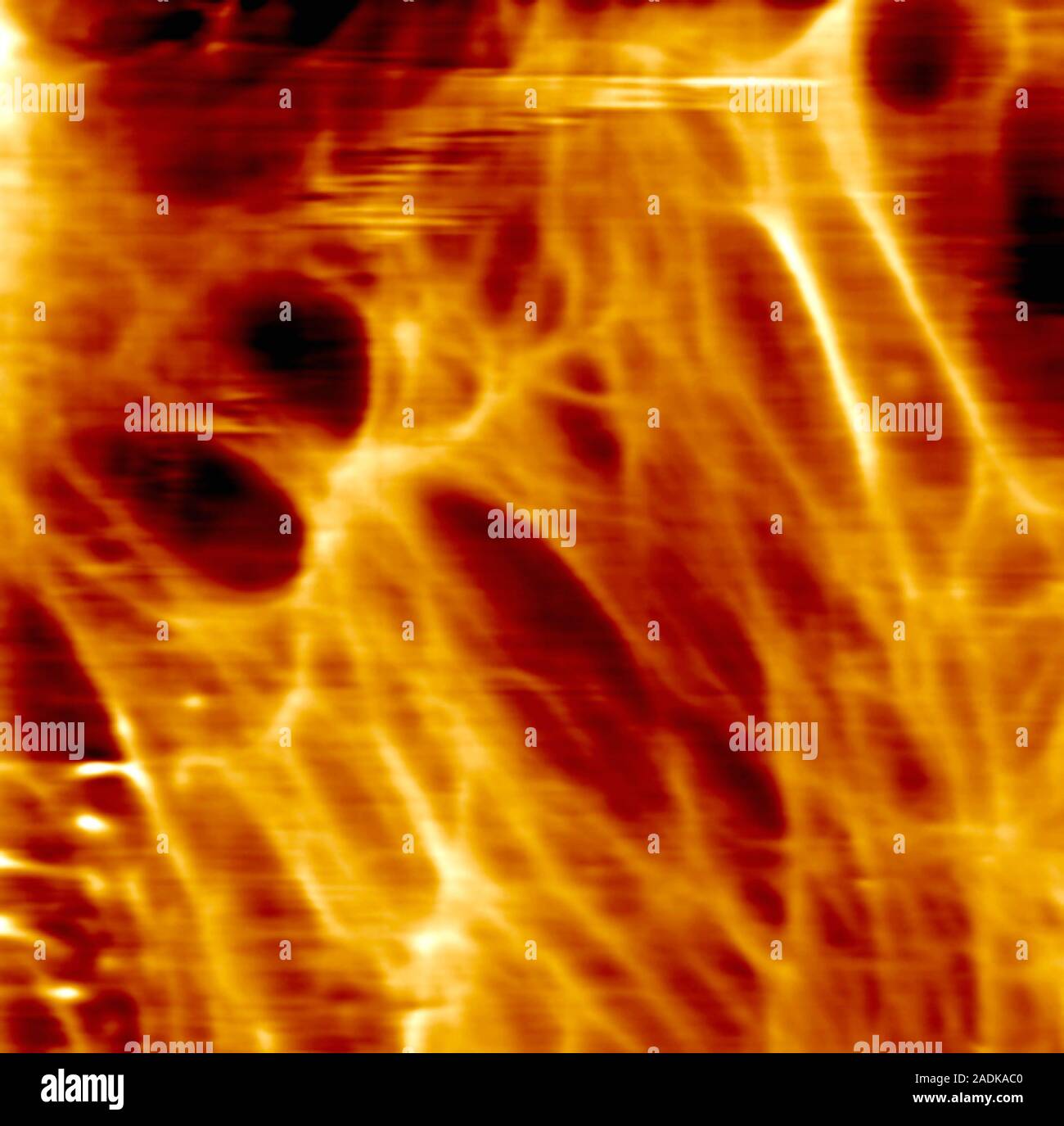 Endothelzellen Zytoskelett. Farbige atomic force Schliffbild (AFM), das ...