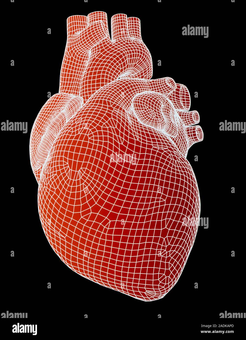 Herz. Computer Abbildung einer wire-frame Modell einer gesunden ...