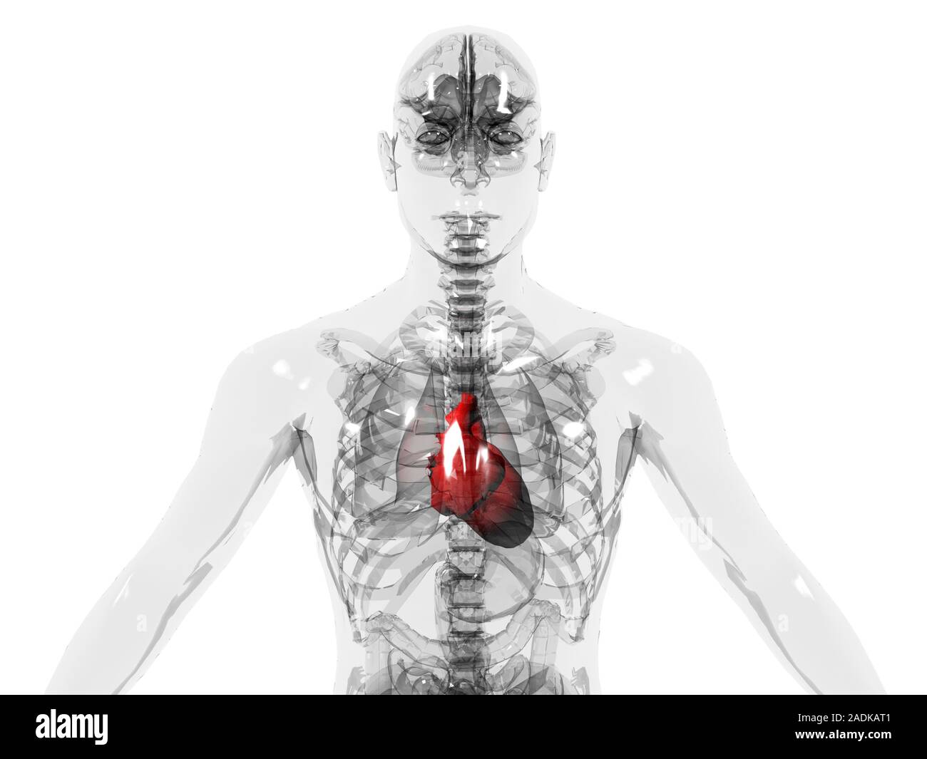 Herz. Computer Kunstwerke aus einem Glas - Wirkung menschlichen ...