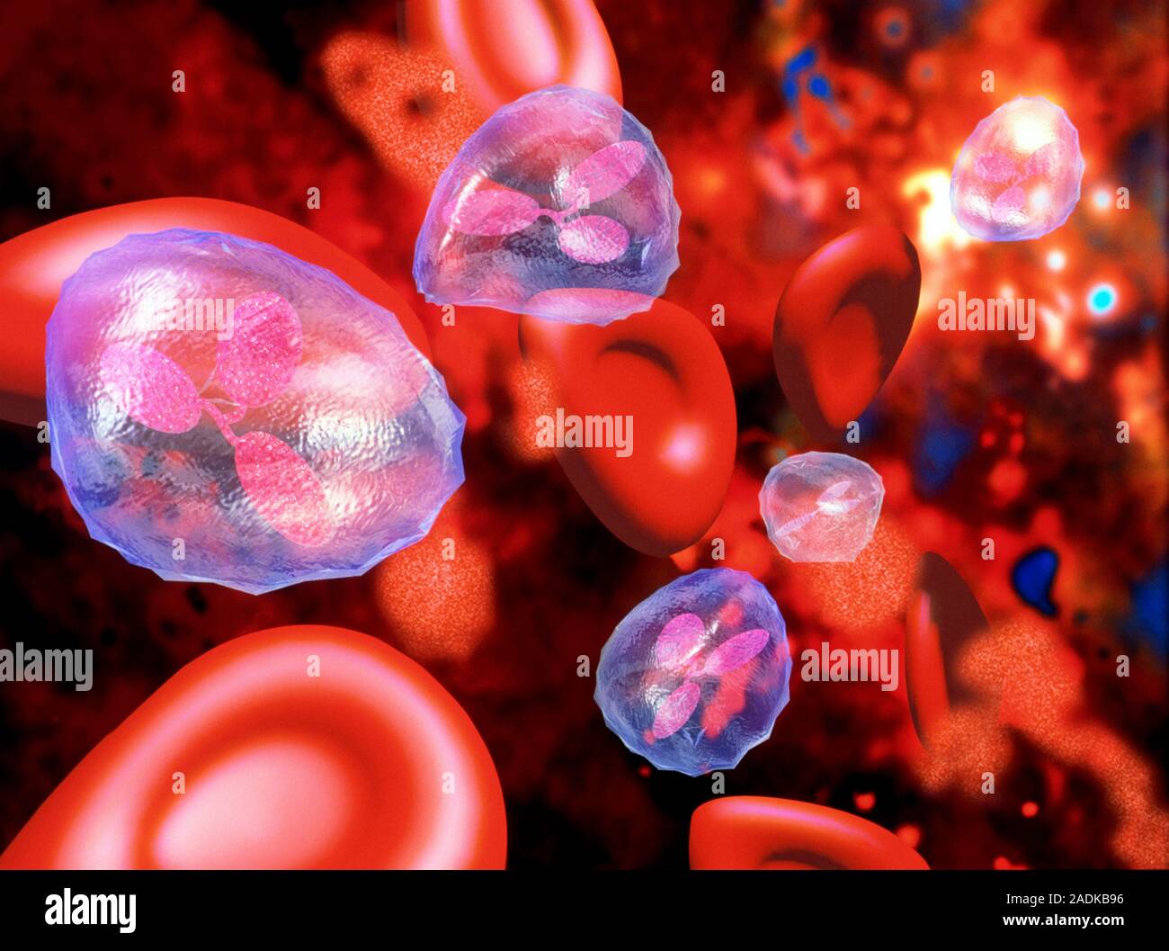 Blutzellen. Computer Artwork von Blutzellen im Blut. Zwei Arten sind ...