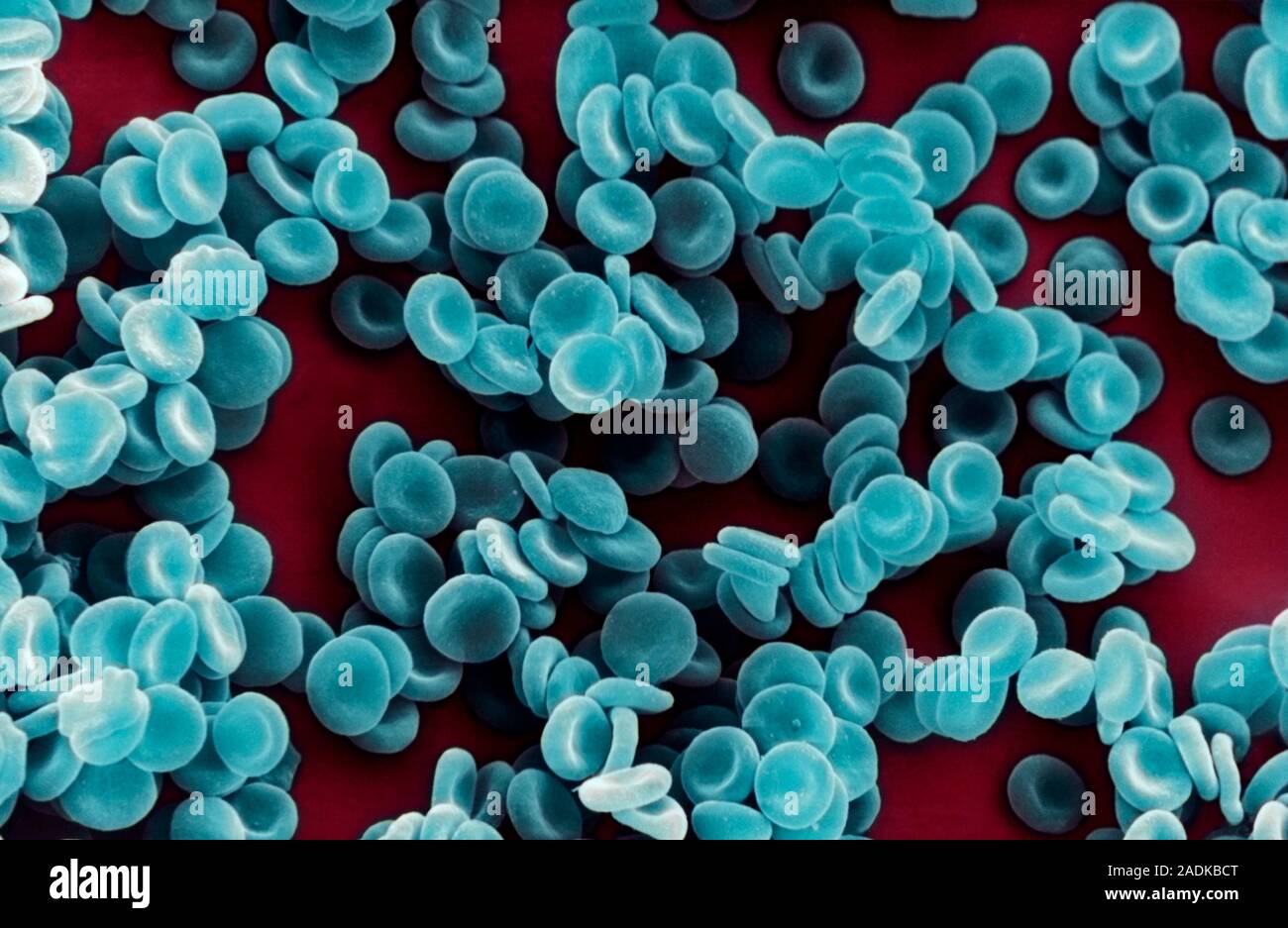 Die roten Blutkörperchen. Farbige Scanning Electron Micrograph (SEM ...