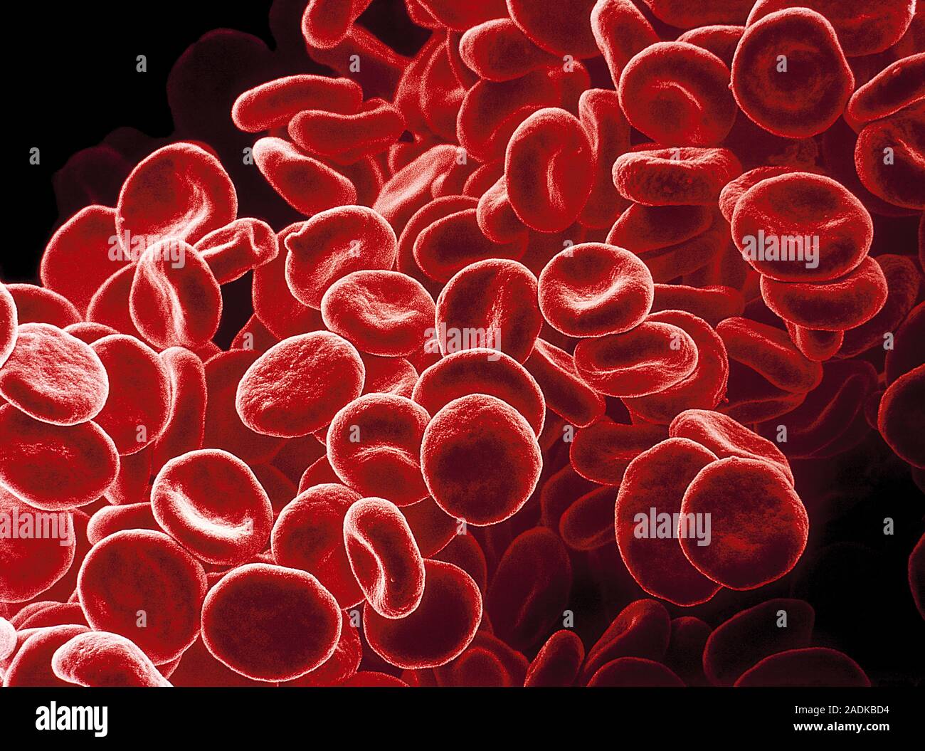 Die roten Blutkörperchen. Farbige Scanning Electron Micrograph (SEM ...