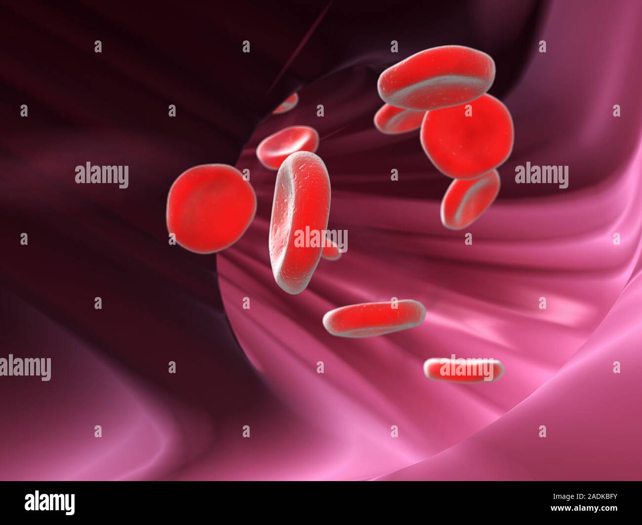 Die roten Blutkörperchen. Computer Artwork von menschlichen roten ...