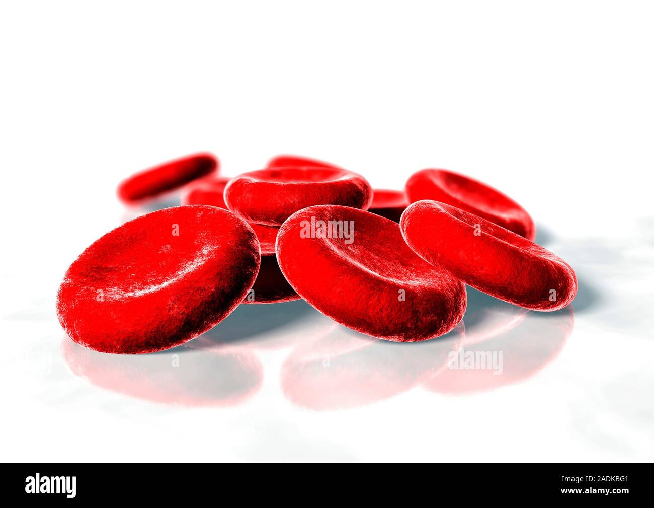 Die roten Blutkörperchen. Computer Artwork der roten Blutkörperchen ...