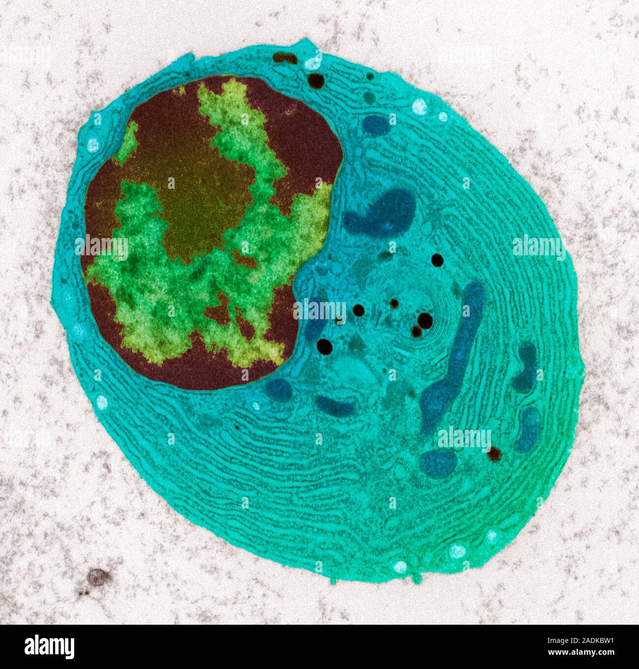 Plasma cell. Farbige Transmission Electron Micrograph eines Plasma cell ...