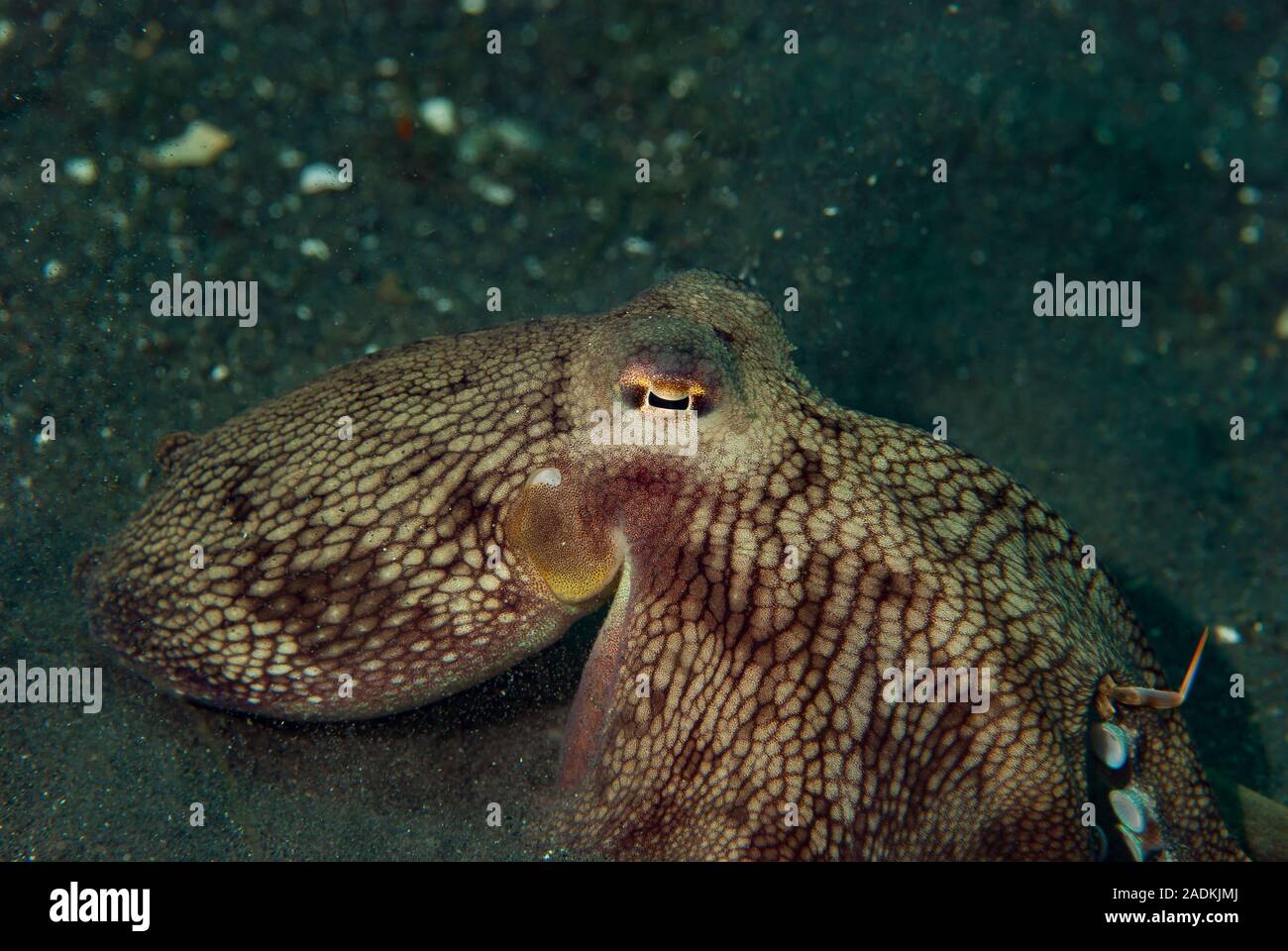 Mimikry oktopus -Fotos und -Bildmaterial in hoher Auflösung – Alamy