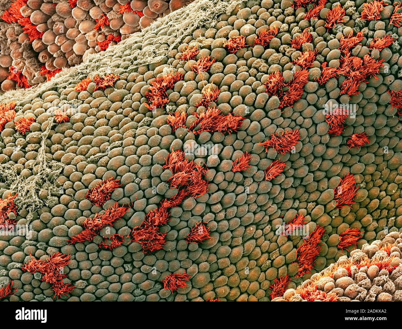 Eileiter. Farbige Scanning Electron Micrograph (SEM) der Auskleidung ...