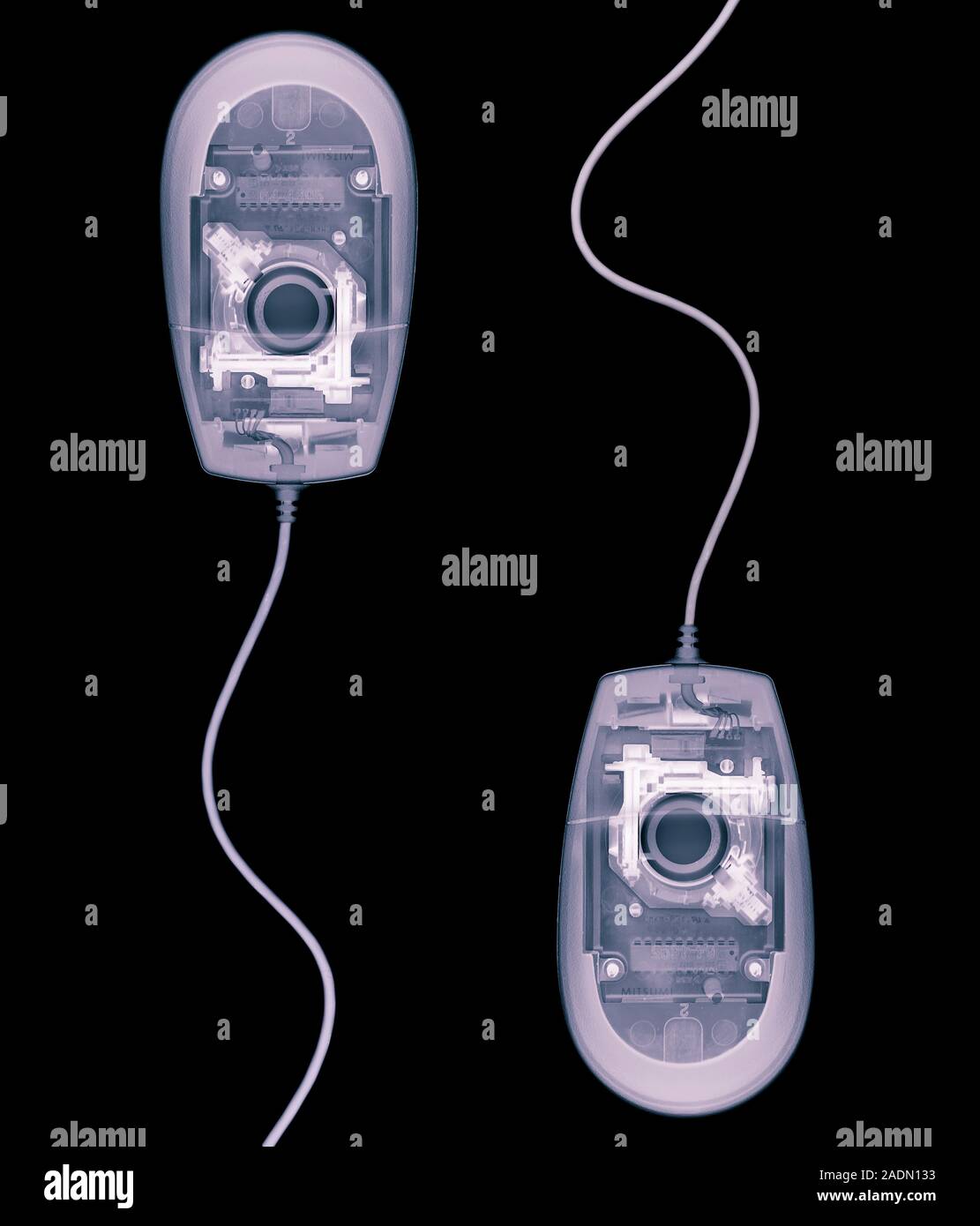 Computer Mäuse. Computer artwork eines X-ray von Computer Mäuse. Ein ...