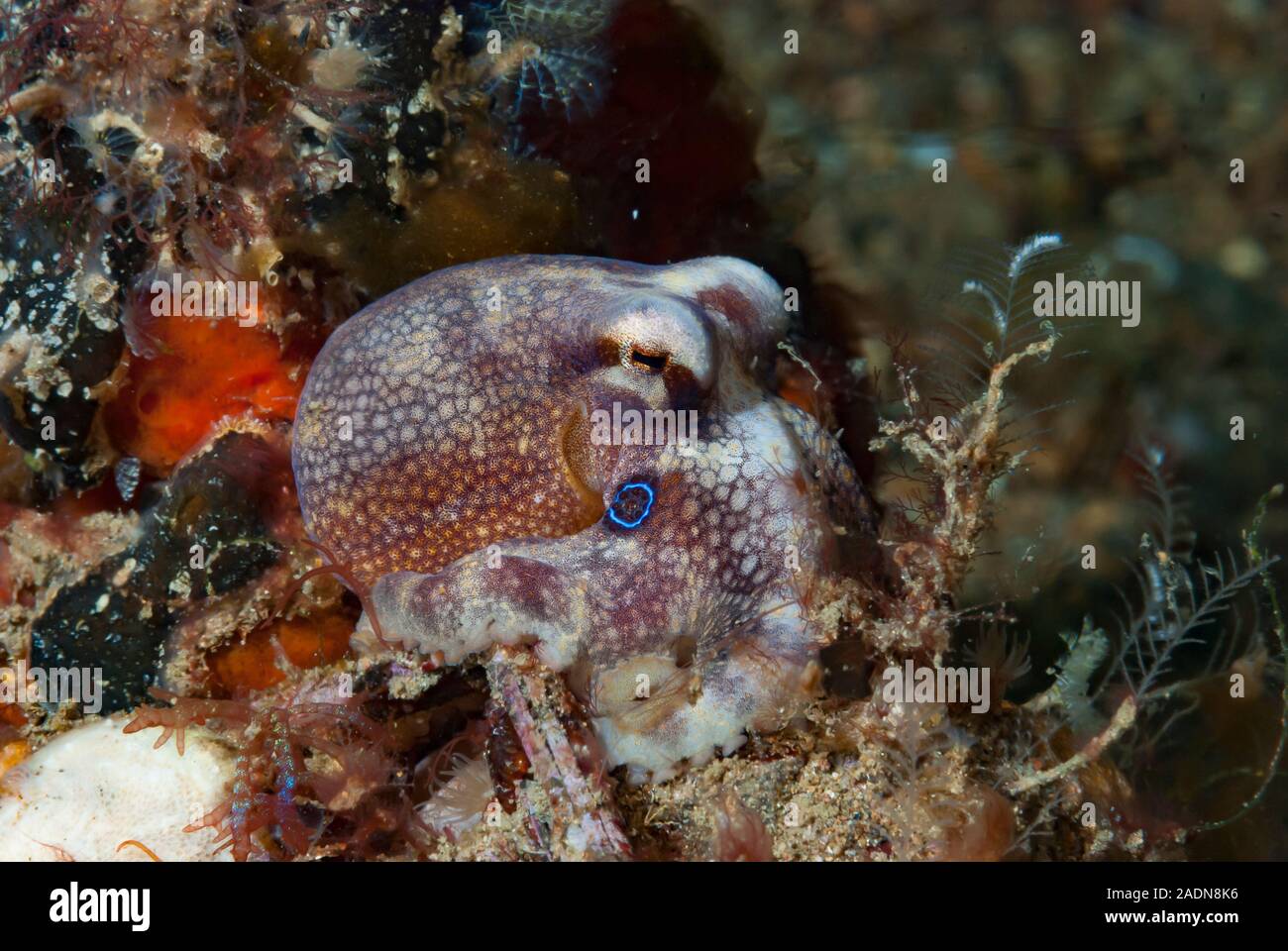 Mototi octopus -Fotos und -Bildmaterial in hoher Auflösung – Alamy