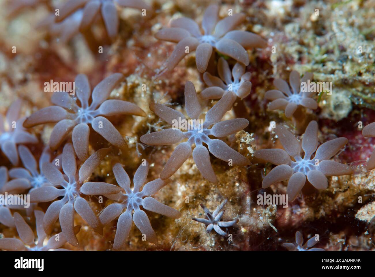 Hydrozoan polypen -Fotos und -Bildmaterial in hoher Auflösung – Alamy