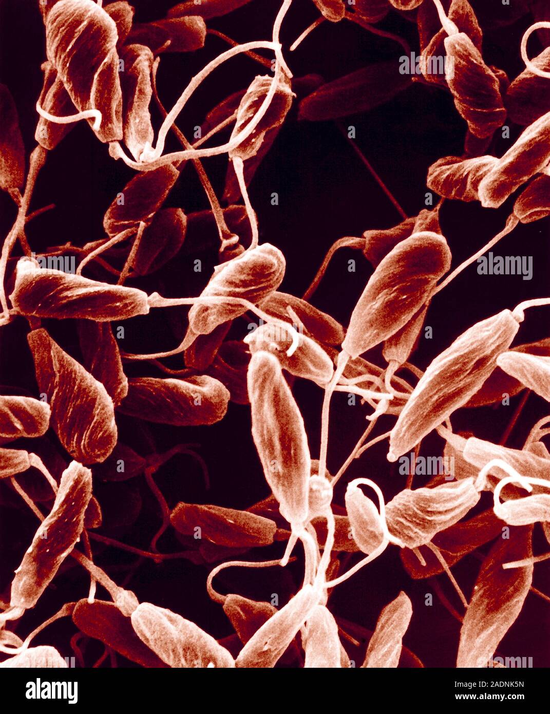 Parasitäre Protozoen. Farbige Scanning Electron Micrograph (SEM) von ...