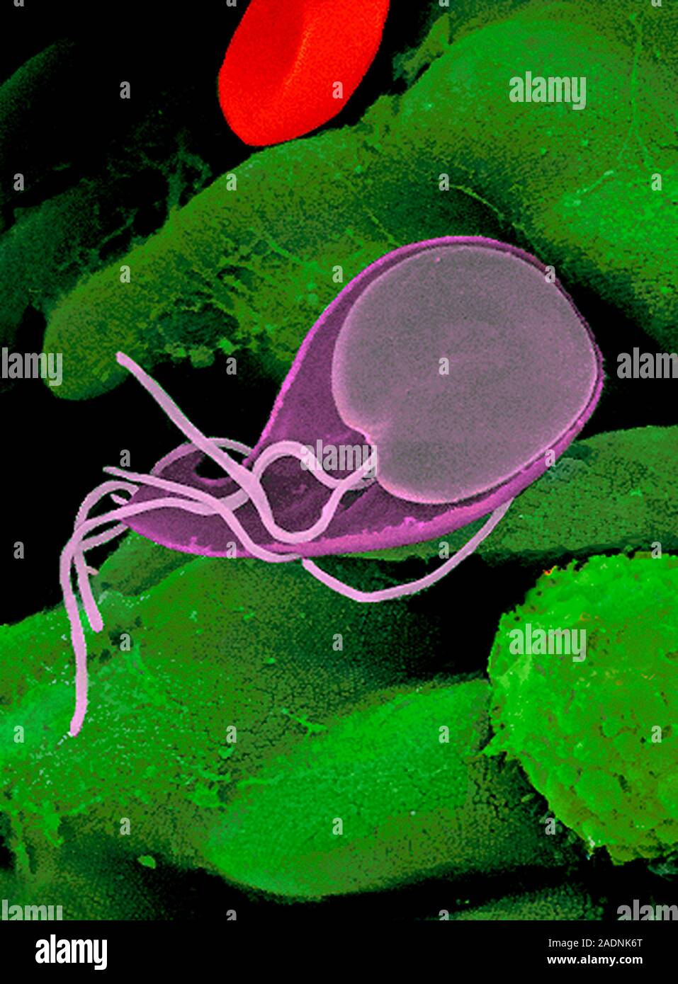 Giardia Protozoen, Farbig Scanning Electron Micrograph (SEM). Dies ist ...