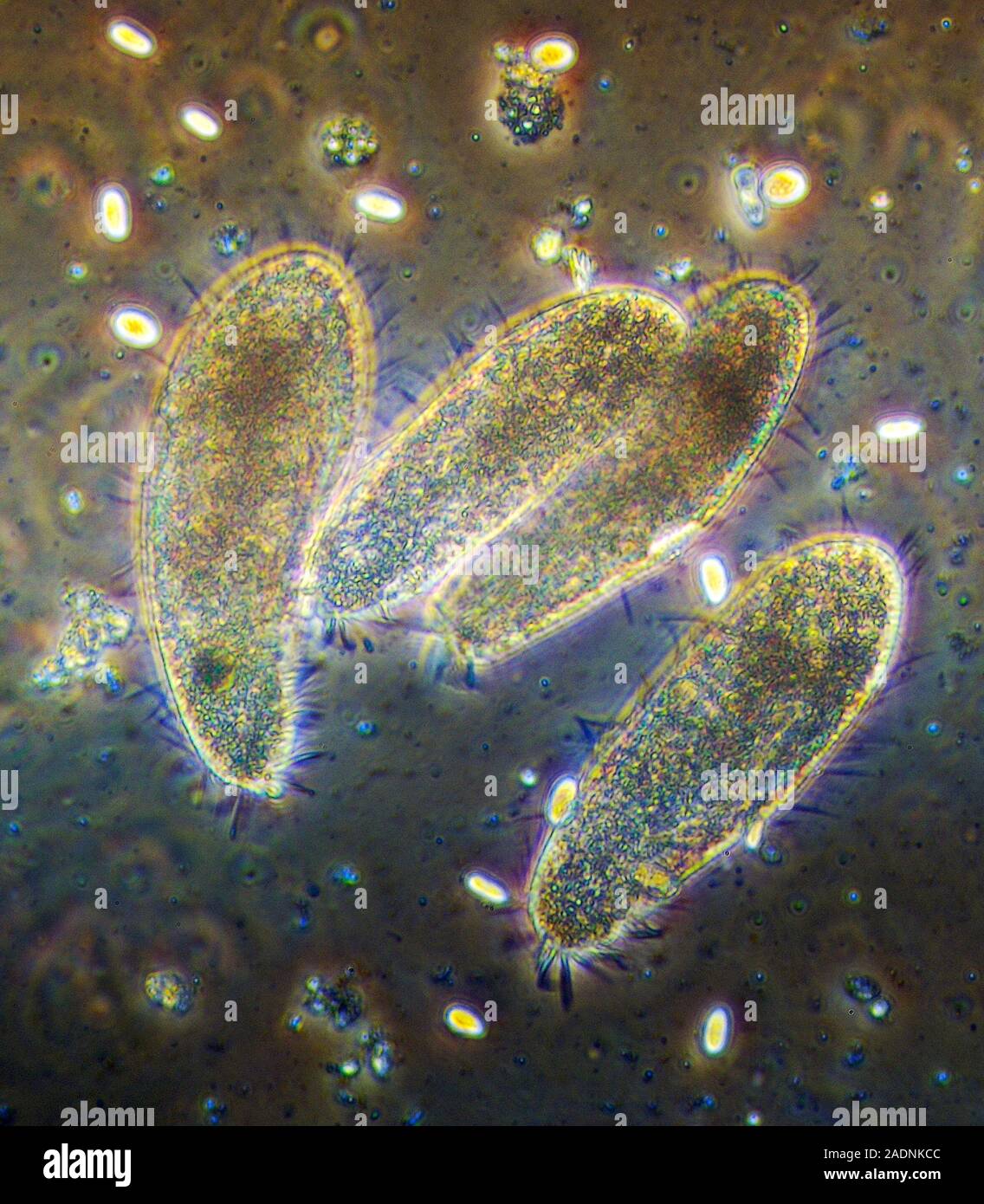Ciliate Protozoen. Phase Kontrast leichte Aufnahme von Ciliate ...