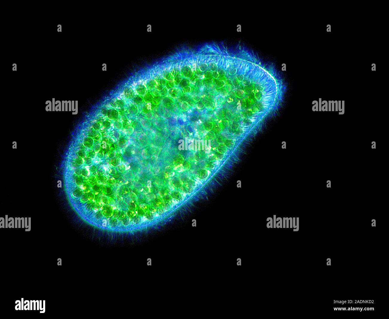 Paramecium bursaria Protozoen, Licht schliffbild. Diese Ciliate ...