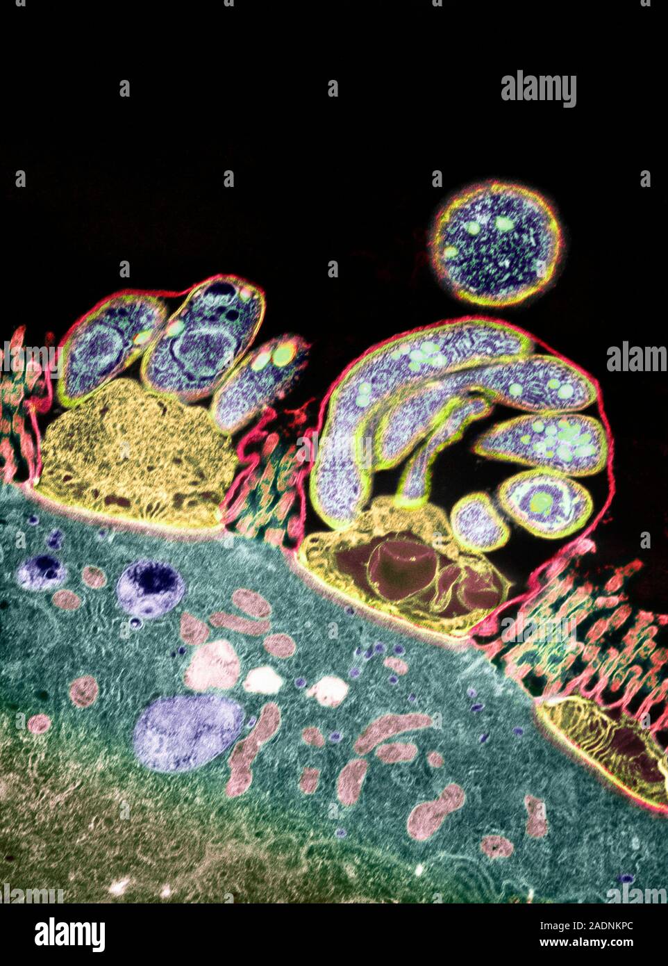 Parasitäre Protozoen auf intestinale Fläche. Farbige Transmission ...