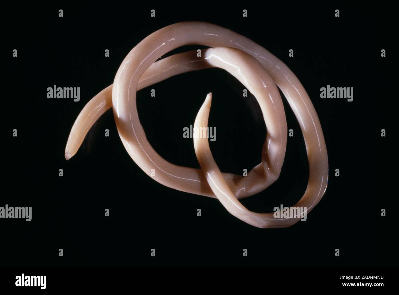 Parasitischer nematode (Ascaris lumbricoides). Dieser Wurm lebt im ...
