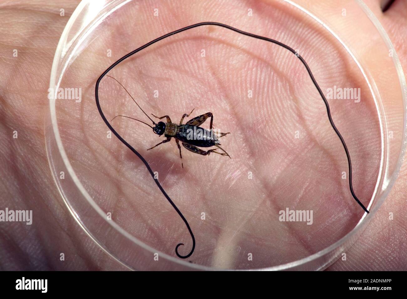 Hairworm und Holz Kricket. (Hairworm Paragordius tricuspidatus) in ...