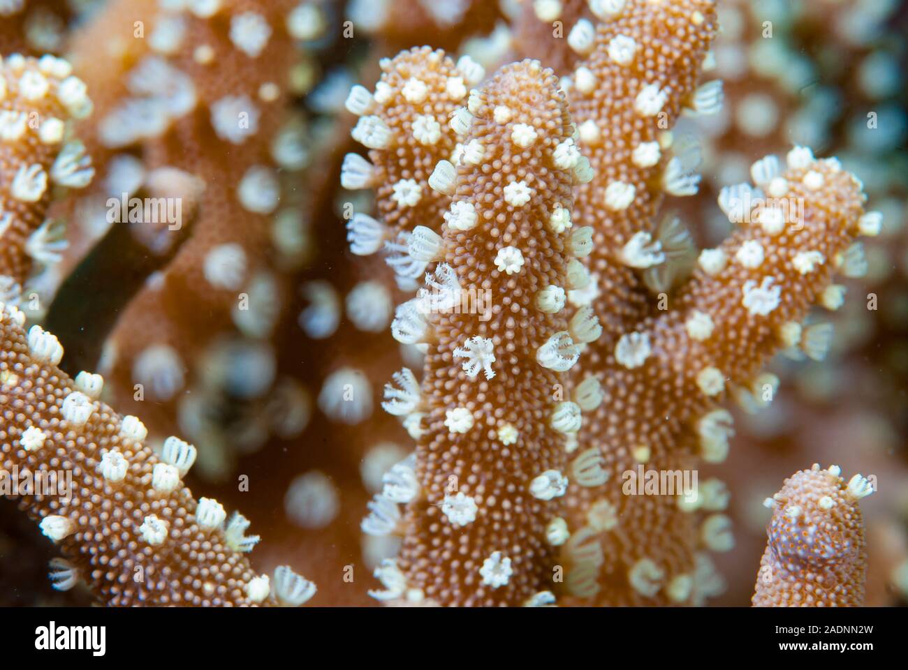 Hydrozoan polypen -Fotos und -Bildmaterial in hoher Auflösung – Alamy