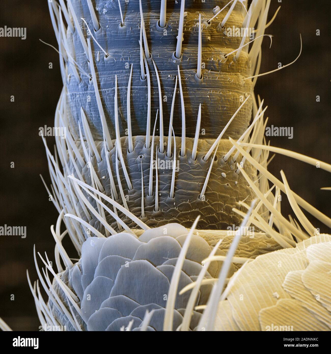 Silberfische Antenne. Farbige Scanning Electron Micrograph (SEM) eines ...