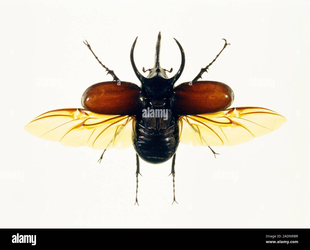 Atlas Käfer. Dieser Käfer (Chalcosoma caucasus), auch als die riesigen ...