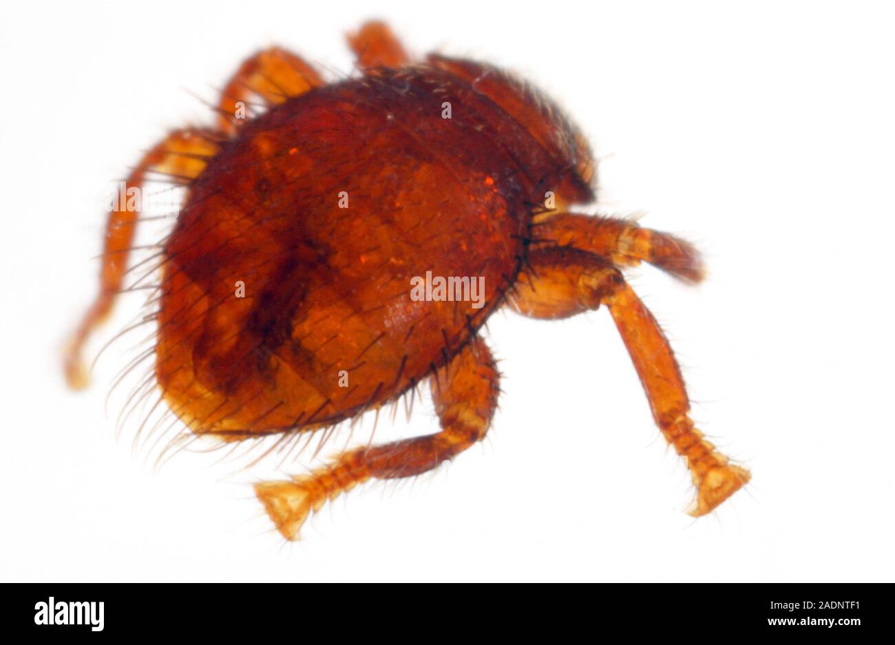 (Beelouse Braula coeca). Diese Flügellose Fliegen ist ein Parasit der ...