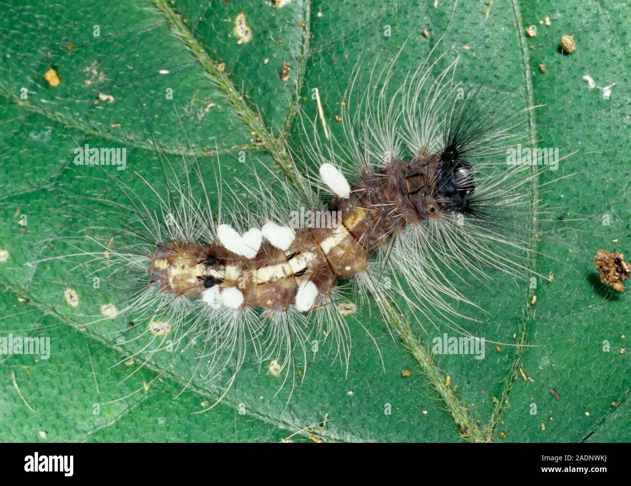 Parasitiert Caterpillar. Wespen häufig parasitieren die Raupen von ...