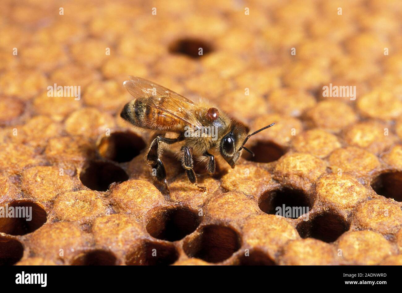Honig Biene mit Varroa Milben. Diese erwachsenen Arbeitnehmer ...