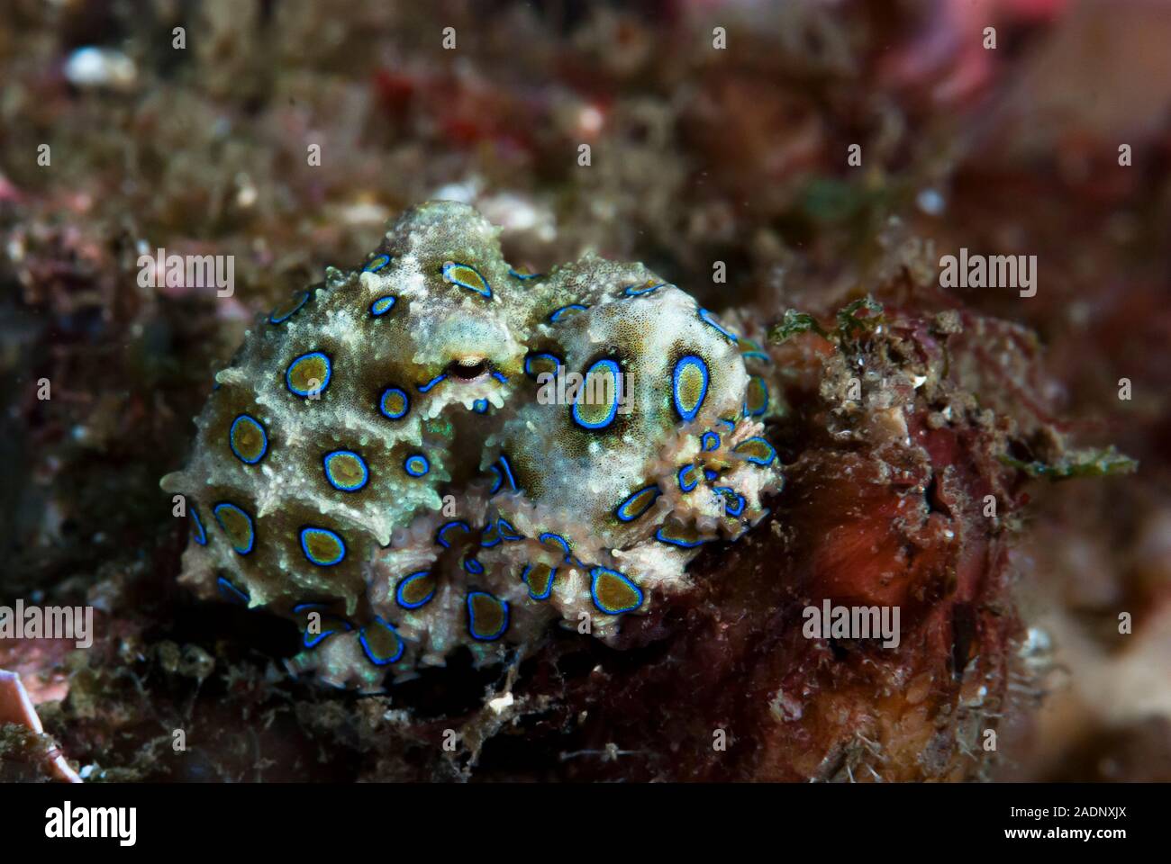 Hapalochlaena lunulata giftiger blau beringter oktopus Stockfotos und ...