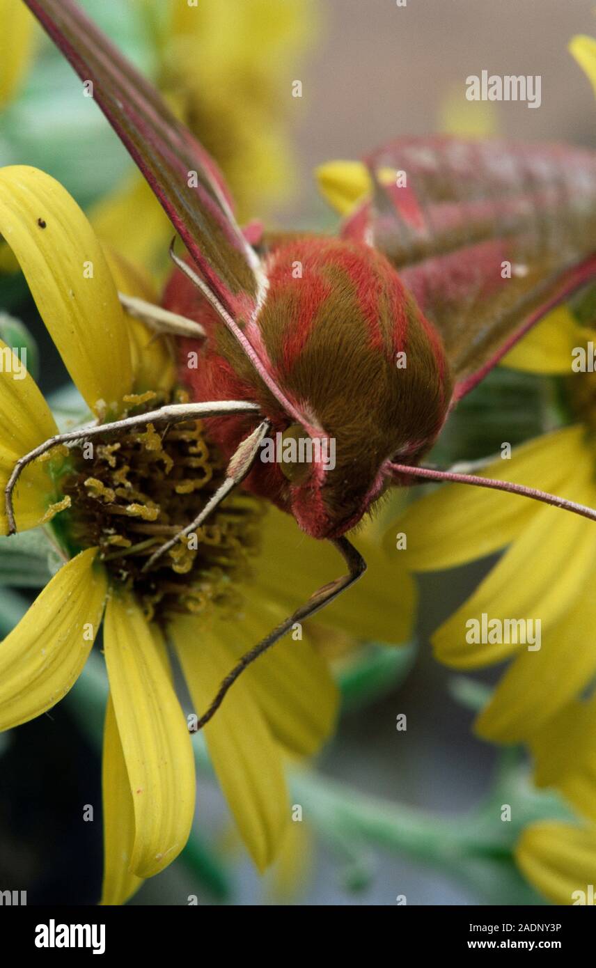Elephant Hawk-moth (Deilephila elpenor) auf eine Blume. Diese Motten ...