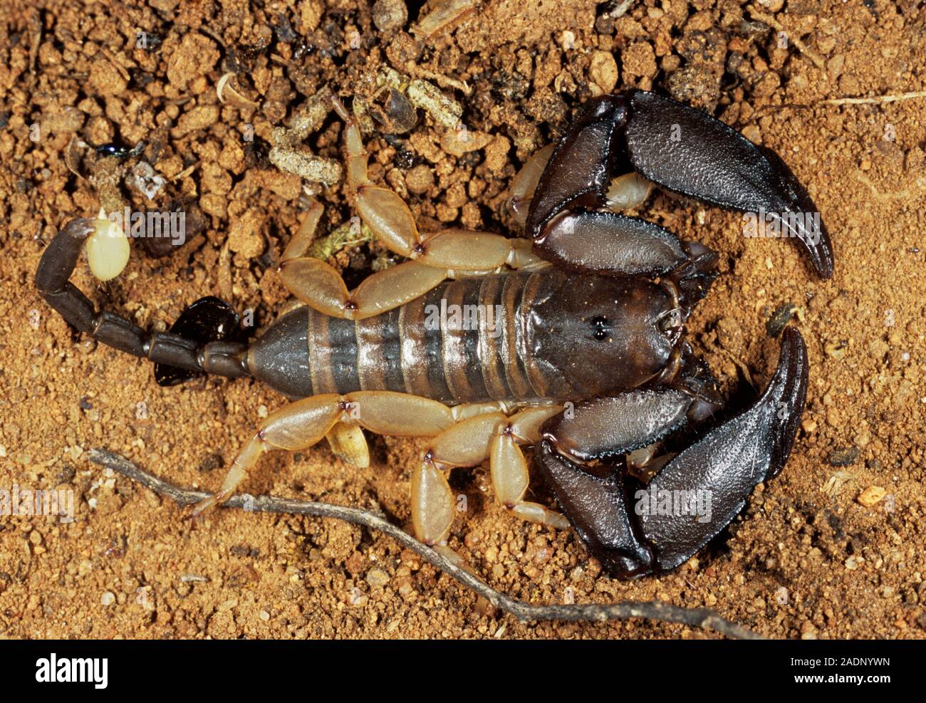 Scorpion. Skorpione sind Spinnentiere, die in warmen, trockenen ...