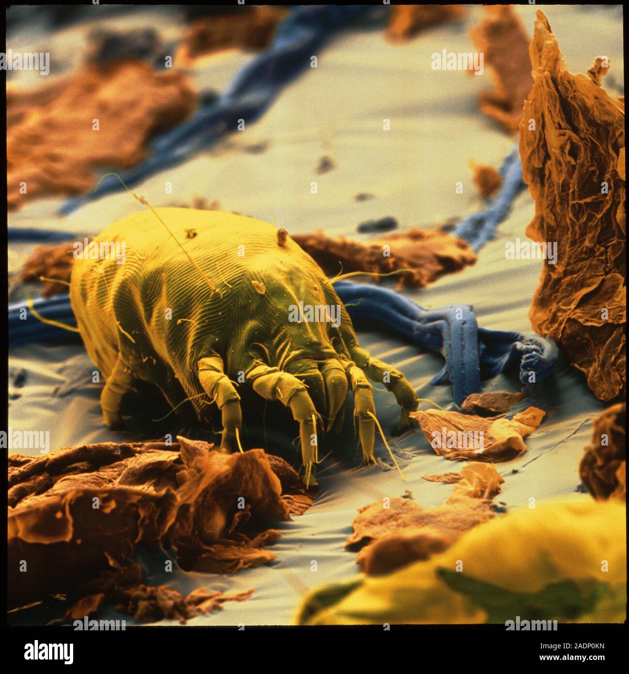 Hausstaubmilben. Farbige Scanning Electron Micrograph (SEM) einer ...
