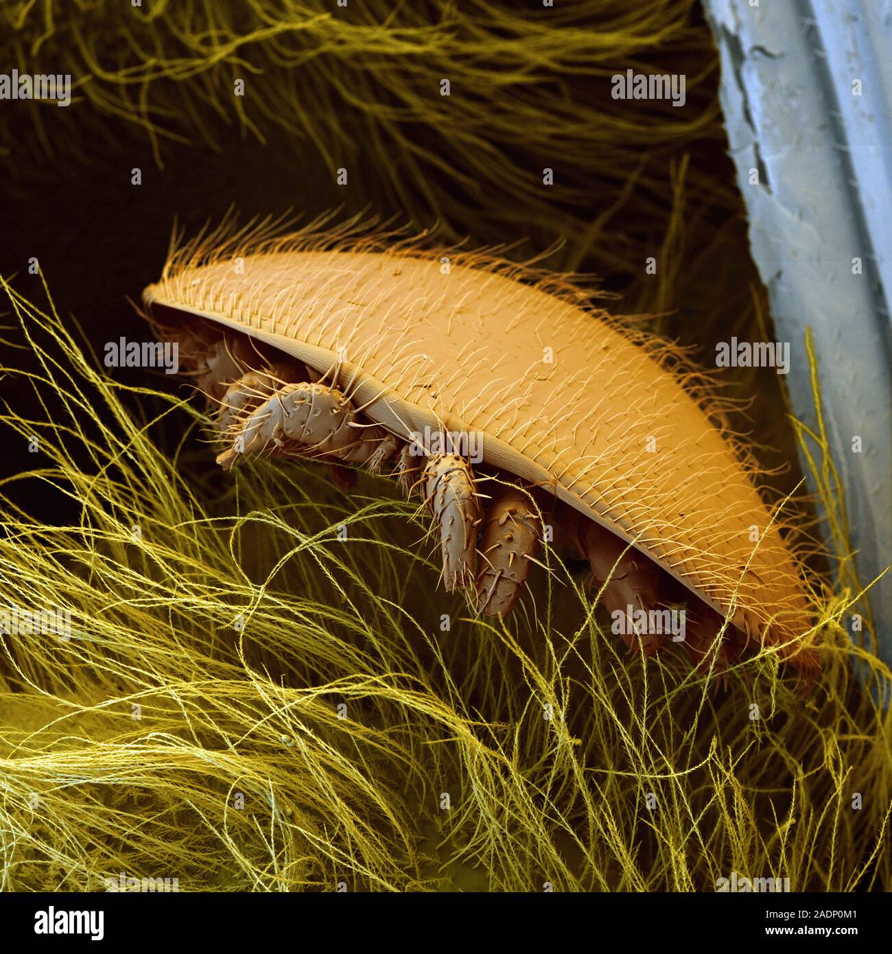 Biene milbe. Scanning Electron Micrograph (SEM) einer Biene Milbe ...