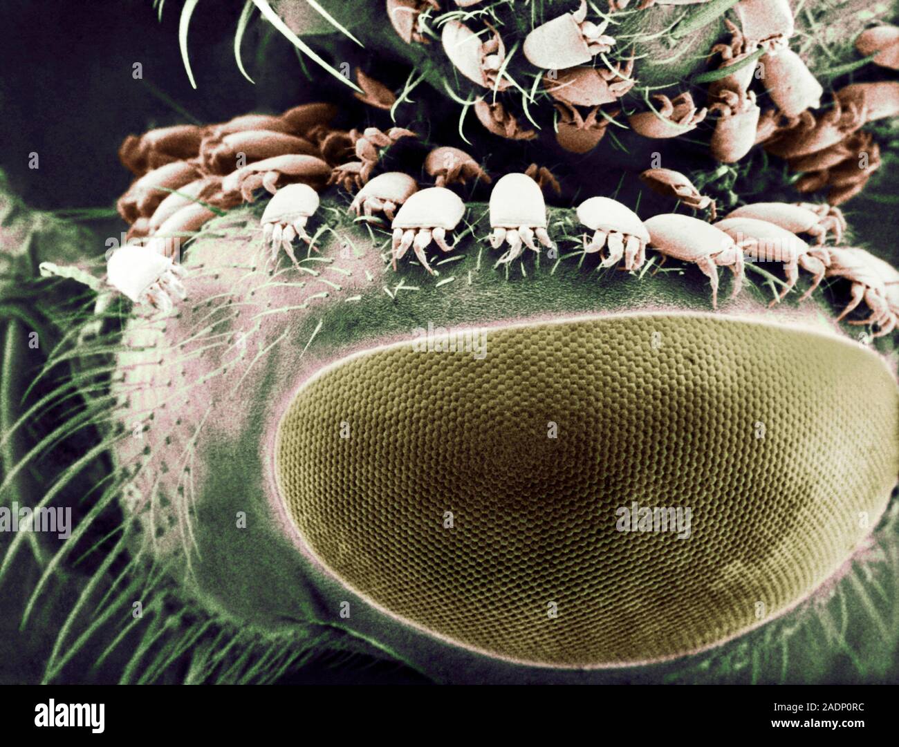 Milben auf einer Honigbiene. Farbige Scanning Electron Micrograph (SEM ...