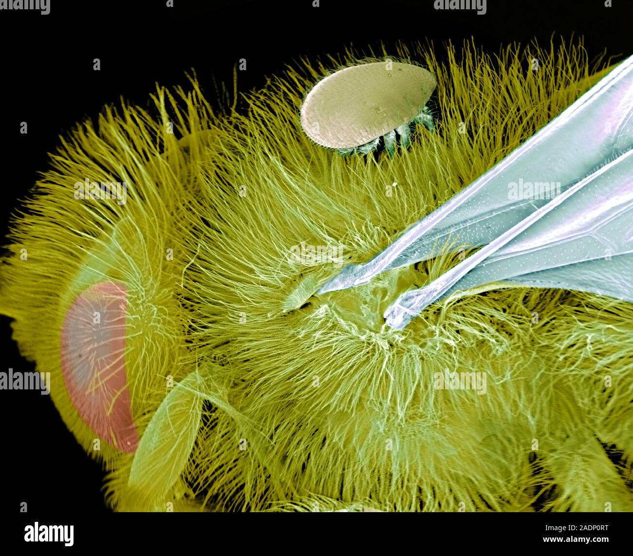 Milbe Honigbiene. Farbige Scanning Electron Micrograph (SEM) einer ...