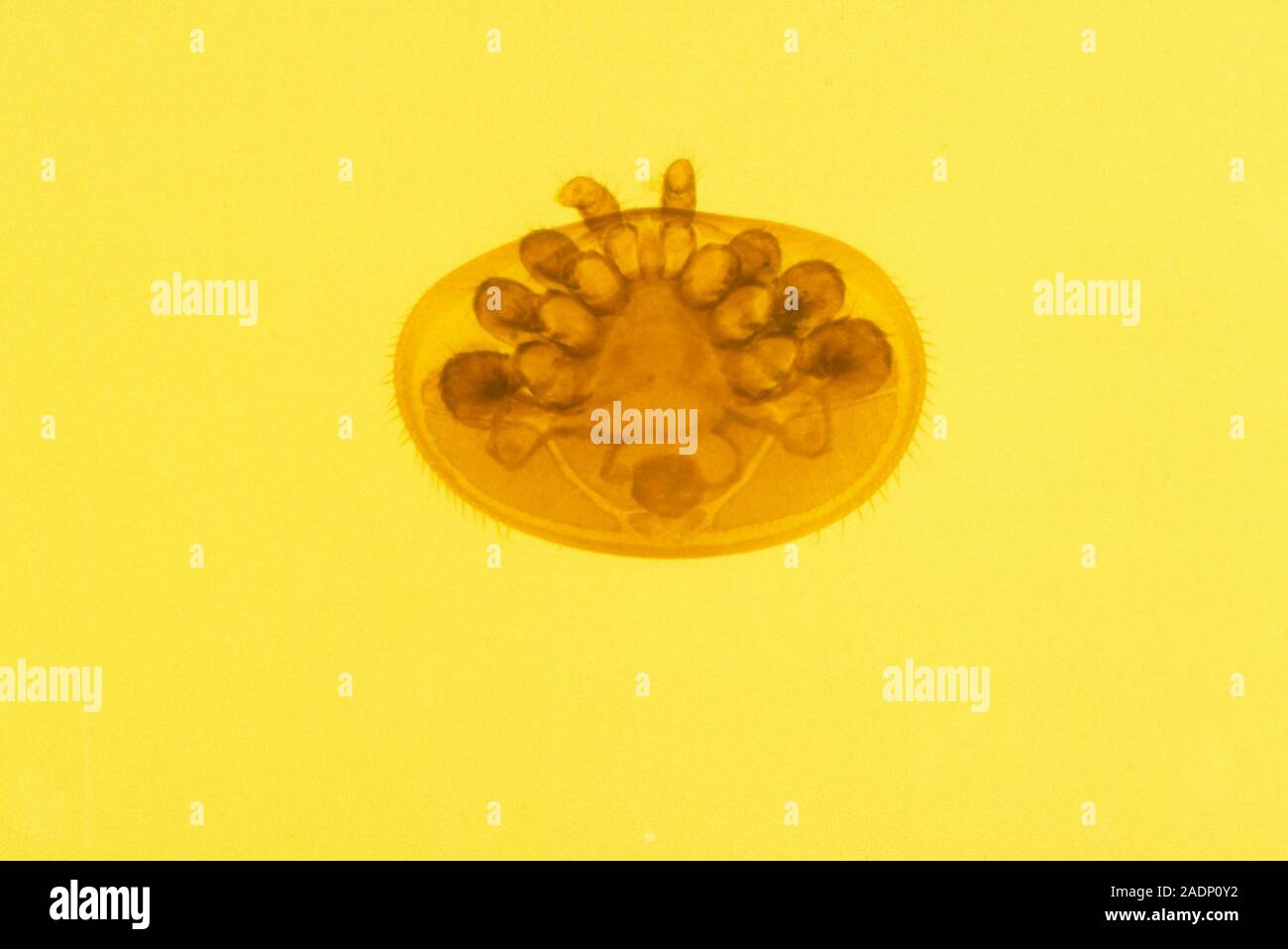 Varroamilbe (Varroa destructor), leichte Schliffbild. Diese parasitäre ...