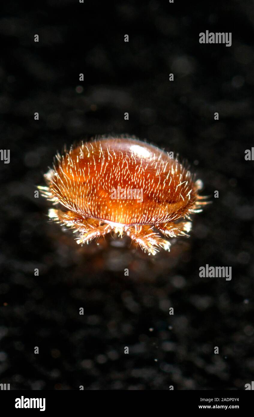 Varroamilbe (Varroa destructor). Diese parasitäre Milben feeds ...