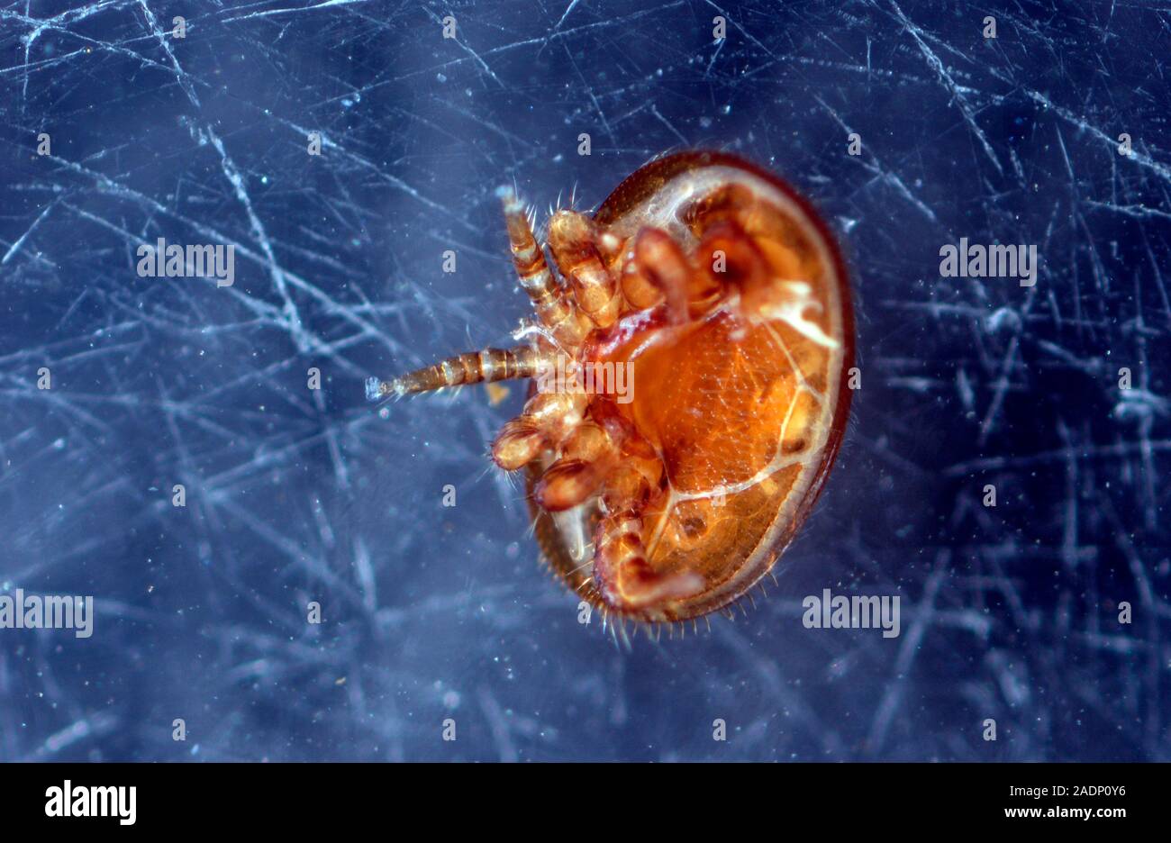 Varroamilbe (Varroa destructor). Diese parasitäre Milben feeds ...