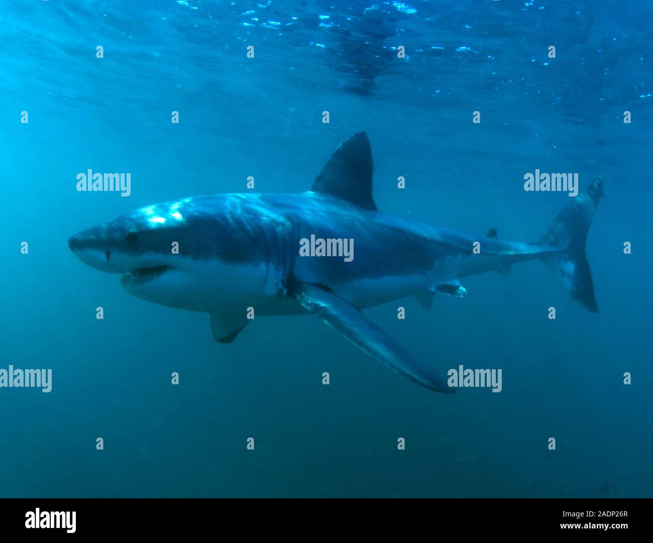Great White Shark (Carcharodon carcharias). Dies ist die grösste der ...