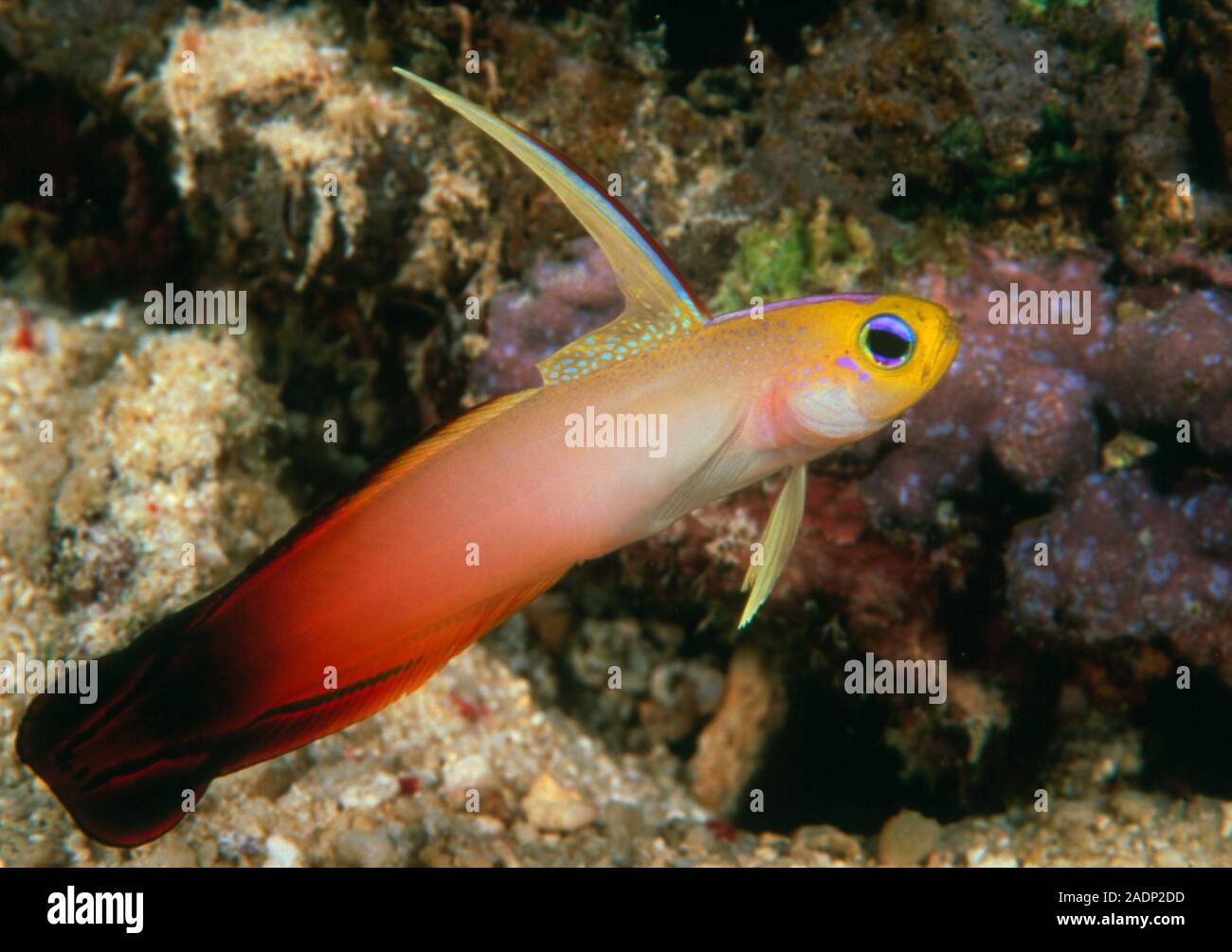 Red Fire goby. Red Fire Goby, oder firefish, (nemateleotris Magnifica ...