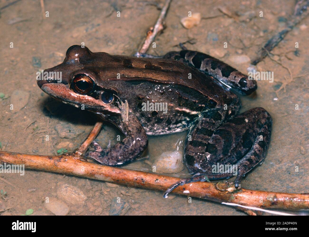 Leptodactylus bolivianus, bekannt als der Südamerika bullfrog. Diese ...