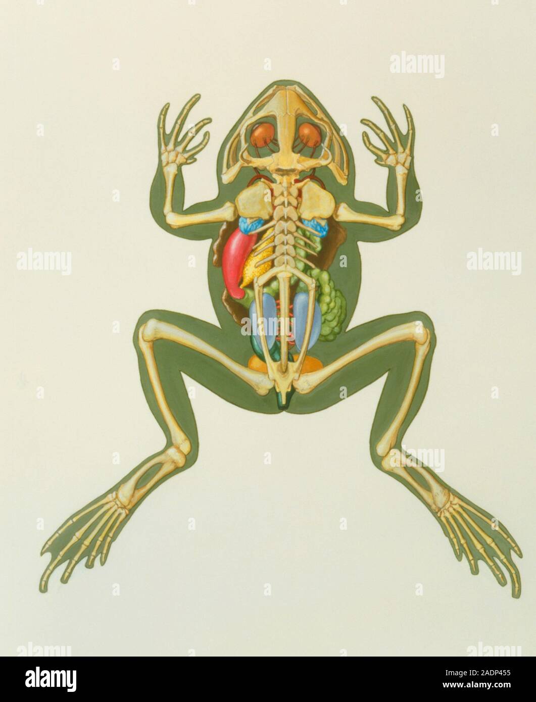 Frosch Anatomie. Kunstwerk des internen Anatomie eines Frosches. Die ...