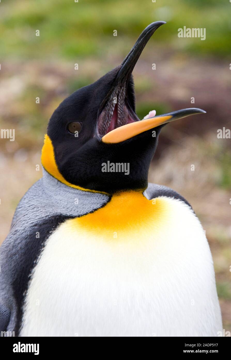 Königspinguin (Aptenodytes patagonicus) anruft. Dieser Pinguin lebt in ...