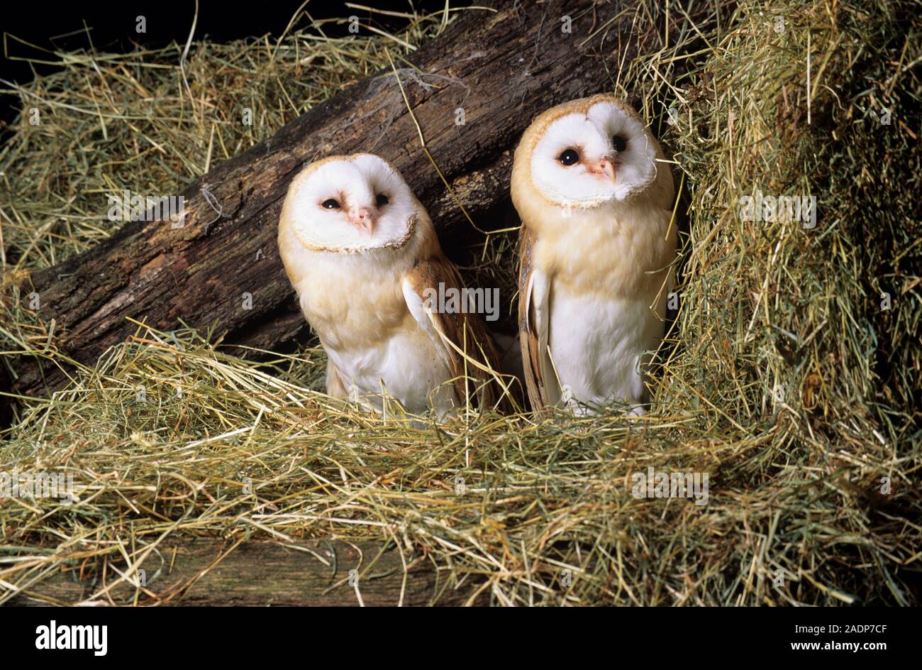 Schleiereulen. Zwei Schleiereulen (Tyto alba) sitzen auf Heu in der Scheune. Diese Vögel sind ...