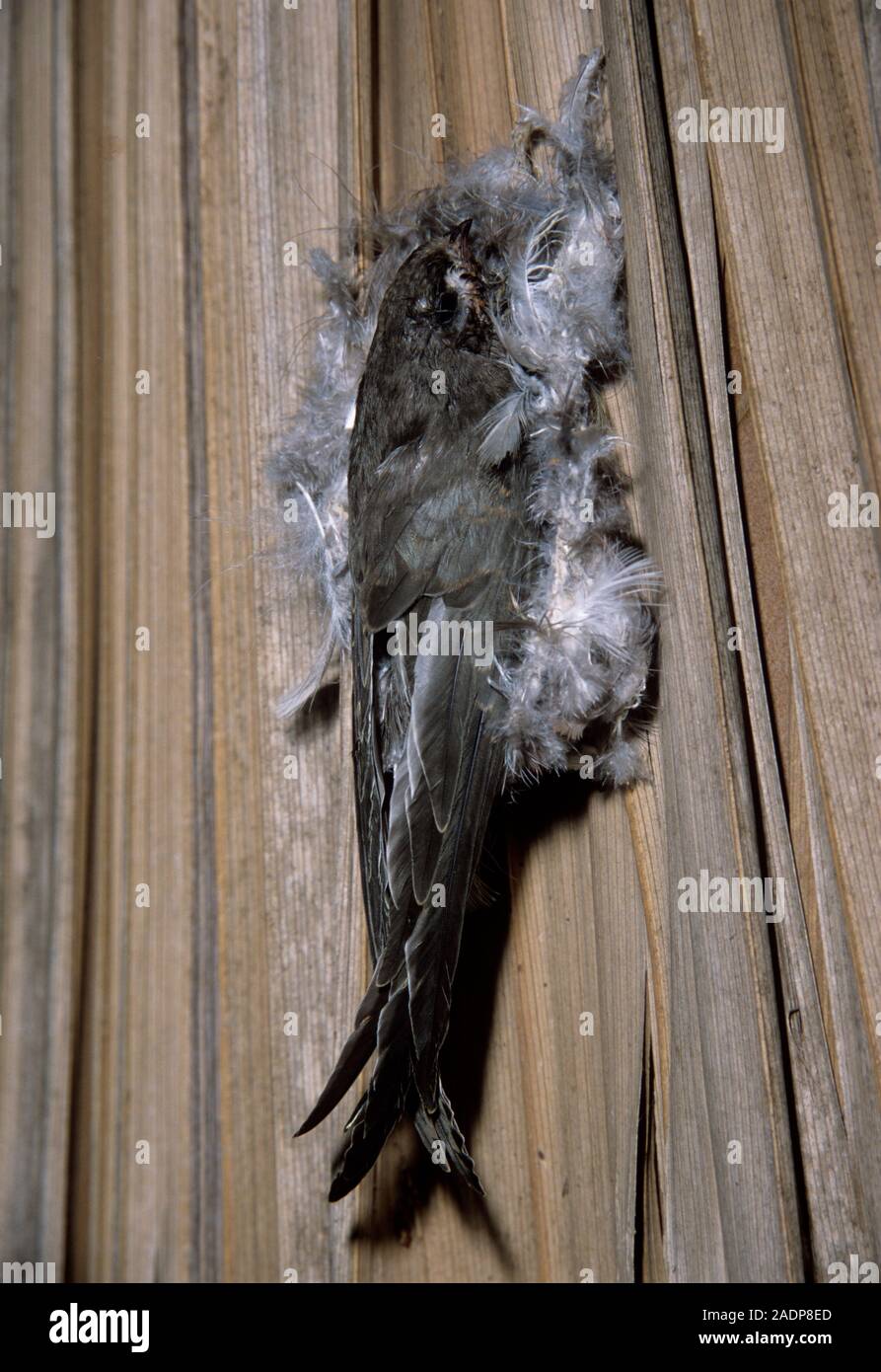 African palm Swift (Cypsiurus parvus). Dieses kleine Swift ist in den ...