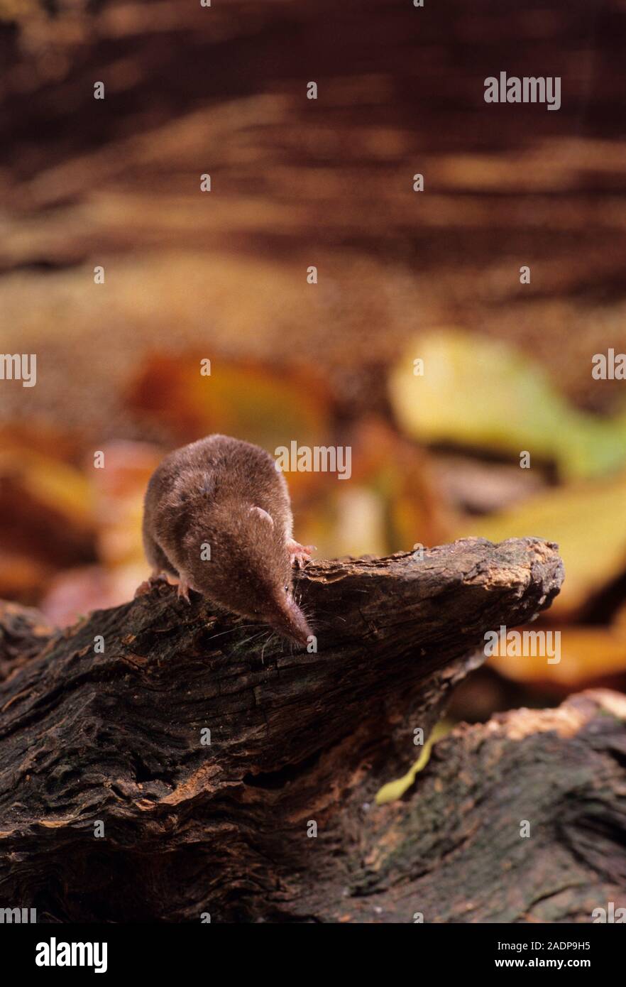 Pygmy waldspitzmaus (Sorex Minutus) auf einem anmelden. Dies ist ...