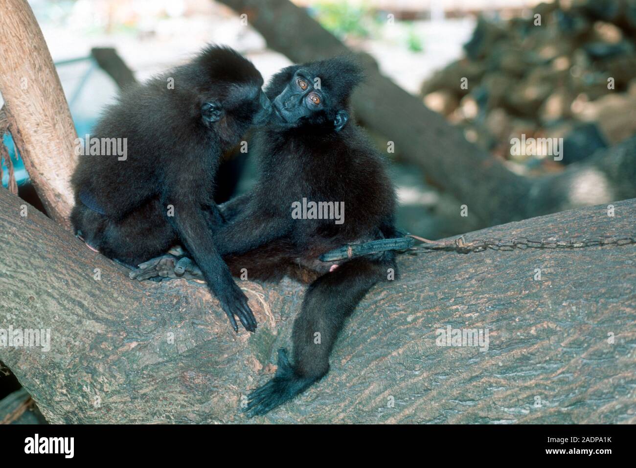 Captive crested schwarzen Makaken (Macaca nigra) pflegen. Dieser Affe ...