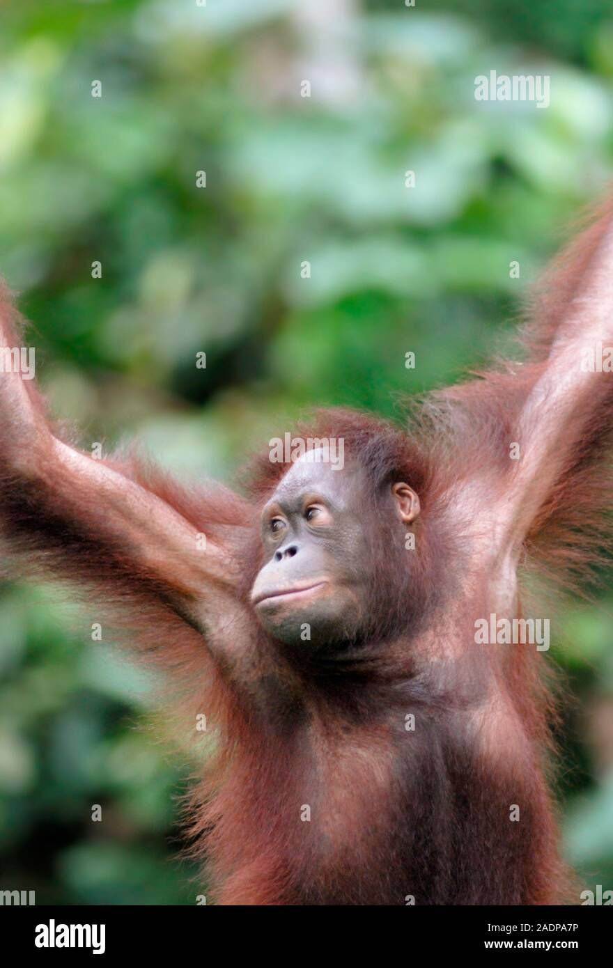 Orang-utan schwingen. Der Orang-utan (Pongo pygmaeus) ist die einzige ...