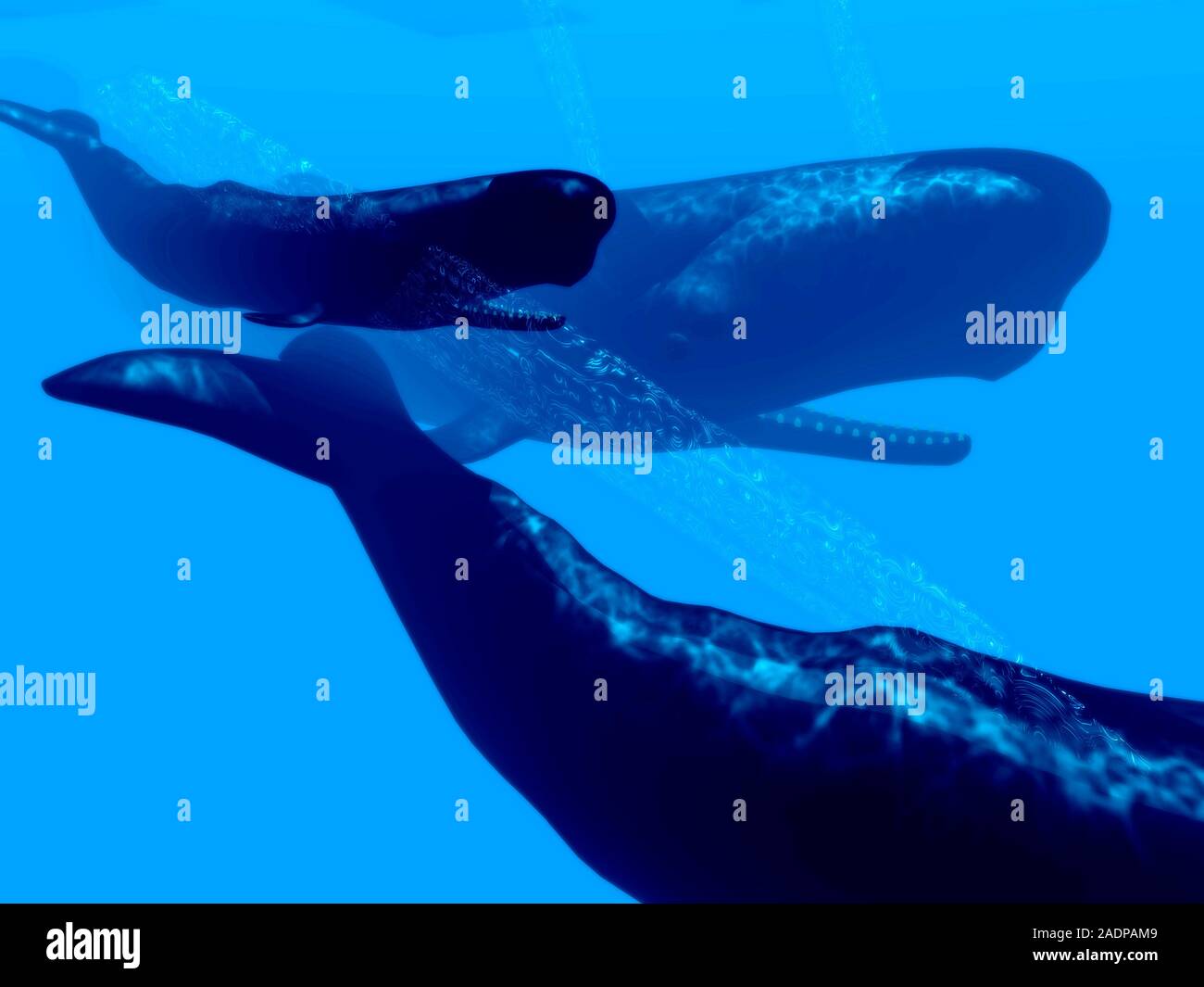 Pottwal Familie. Computer Artwork von einem Pottwal (Physeter catodon ...