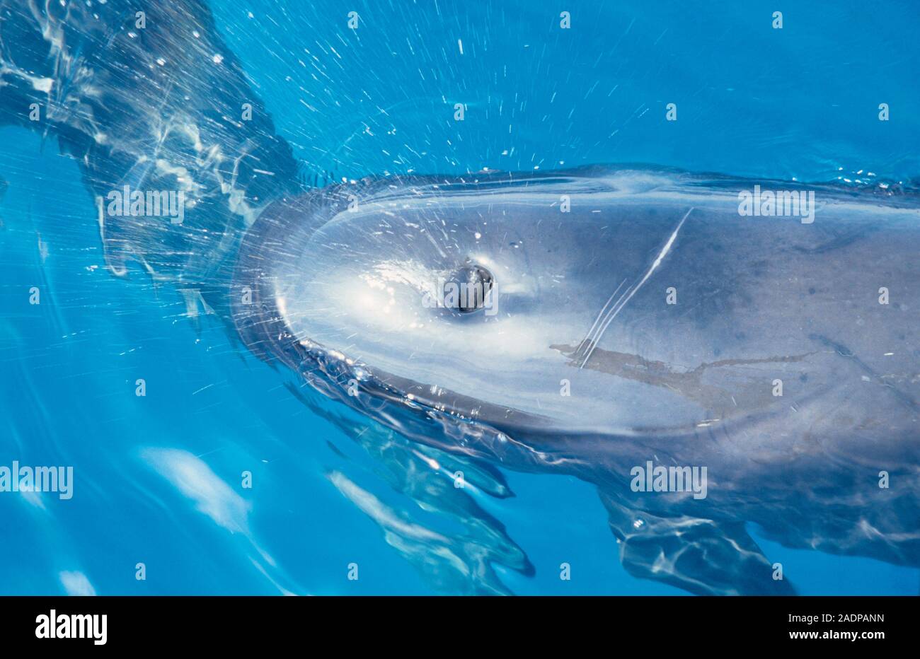 Der Pilot whale Blowhole. Long-finned Grindwal (globicephala Melas ...