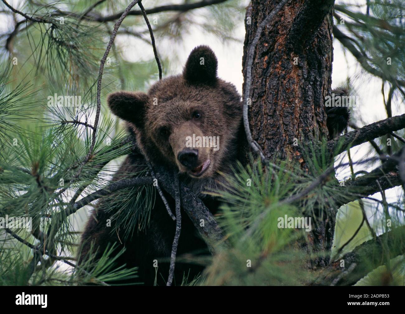 Grizzly Bear (Ursus arctos) Sitzen auf dem Baum. Die Grizzly Bären ...